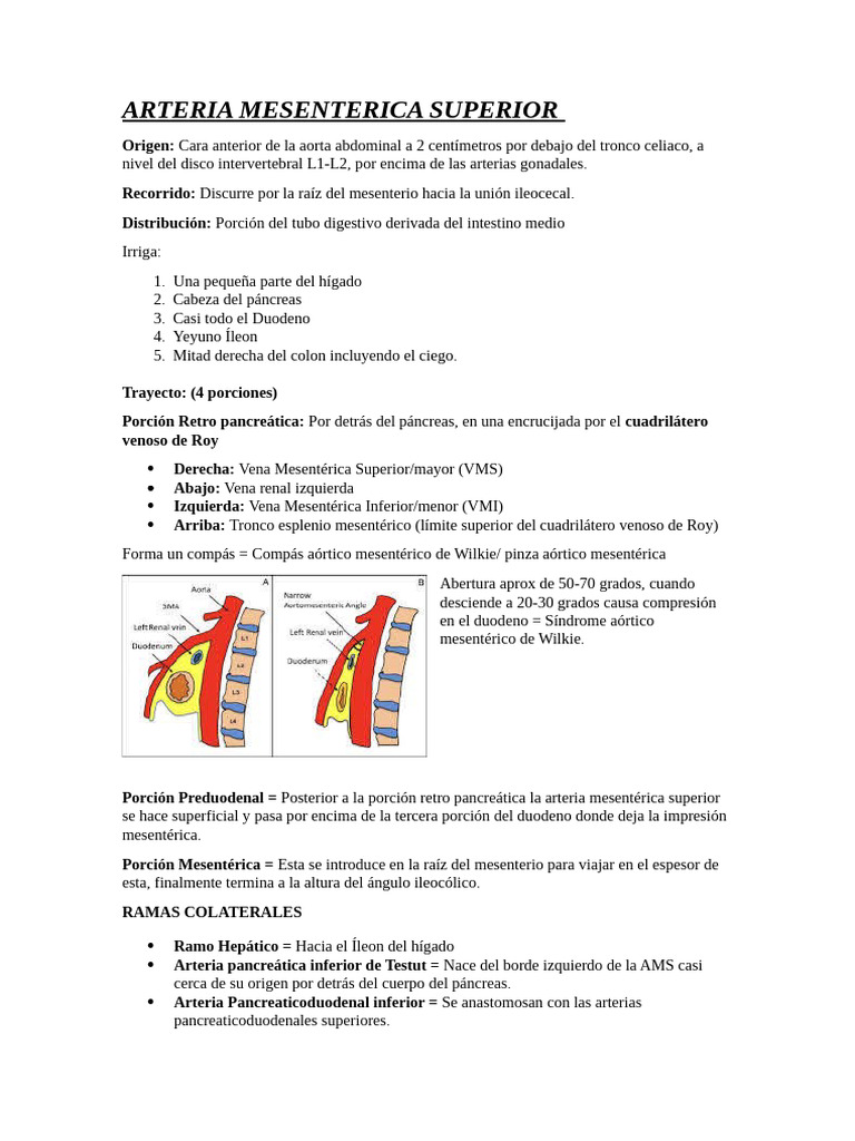 Anatomía de la Arteria Mesentérica Superior | PDF | Estómago ...