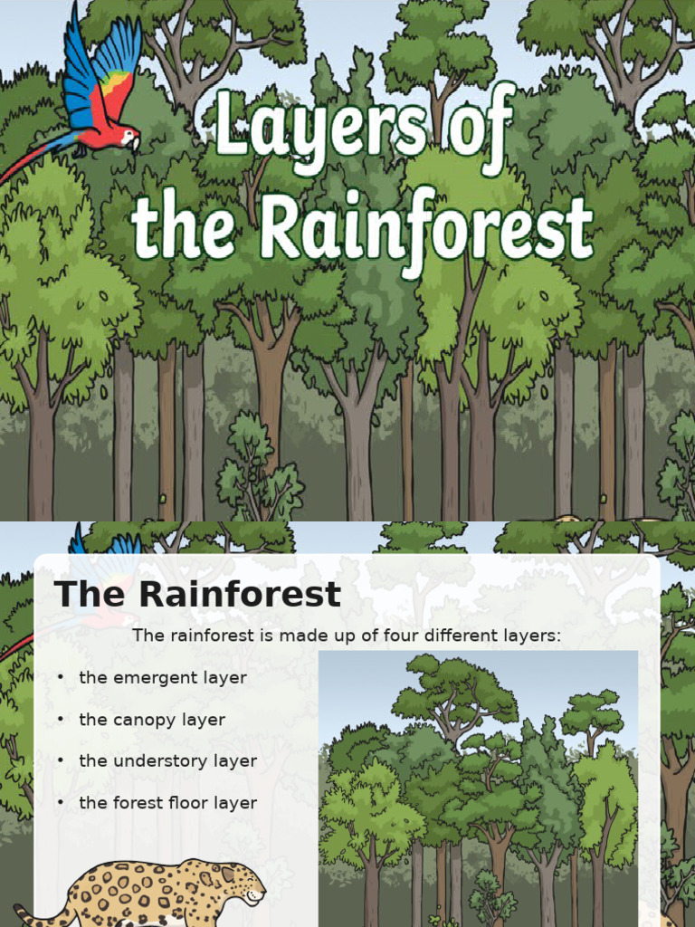 Rainforest Layers and Animal Habitats | PDF