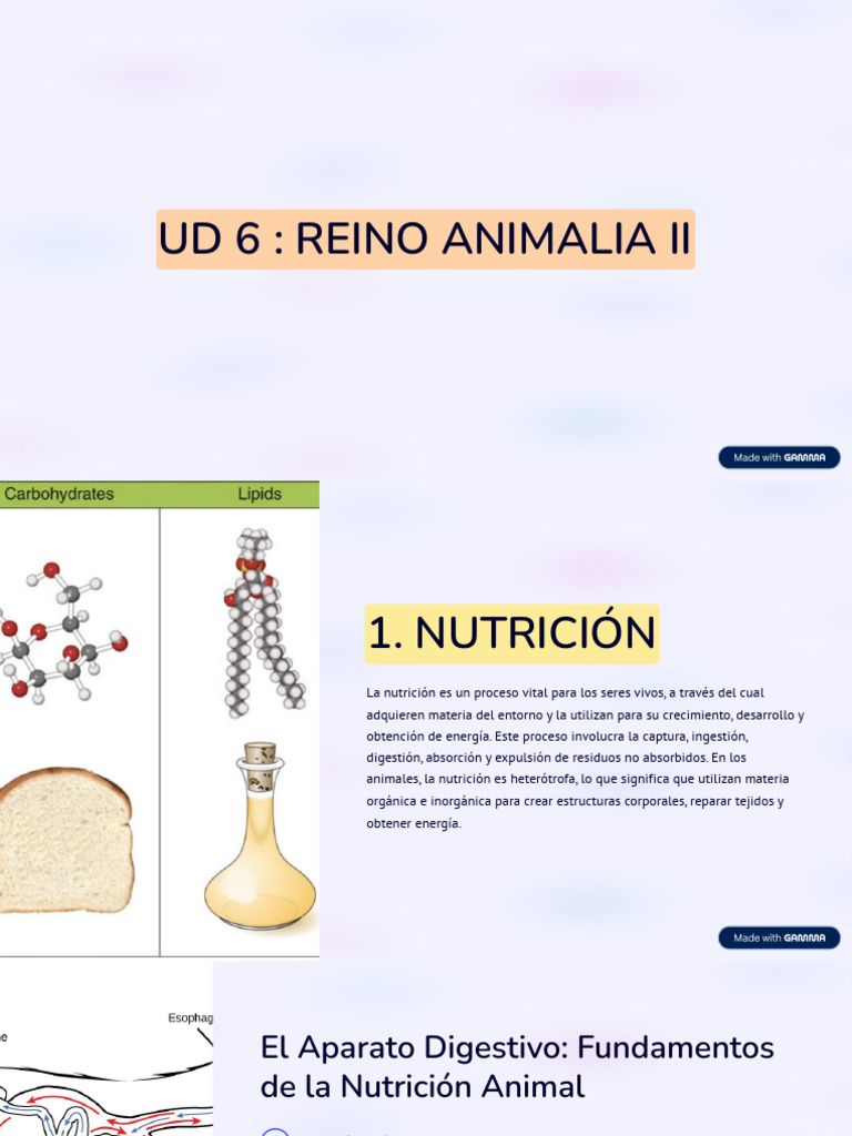 UD-6-REINO-ANIMALIA-II | PDF | Sistema circulatorio | Digestión