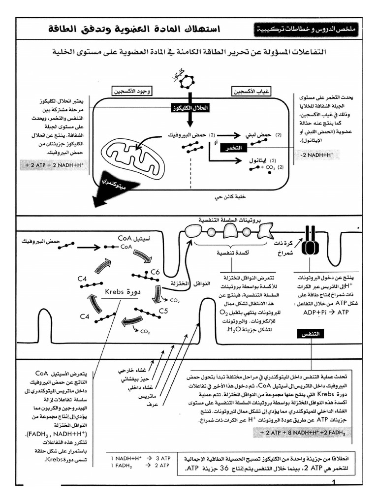 Resumé Diwan SVT 2bac | PDF