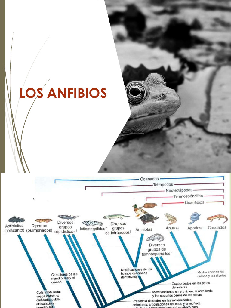 Los Anfibios | PDF | Anfibio | Corazón