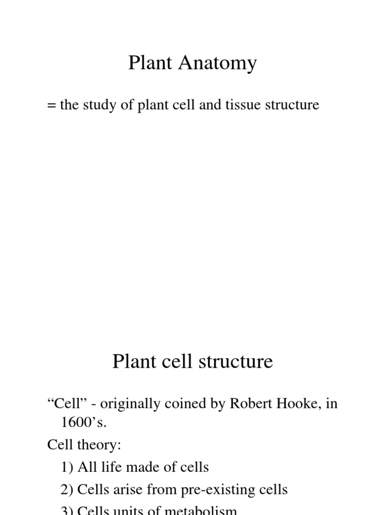 Plant Anatomy PDF | PDF