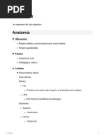 Anatomía del Vestíbulo Bucal | PDF | Lengua | Cabeza y cuello humanos