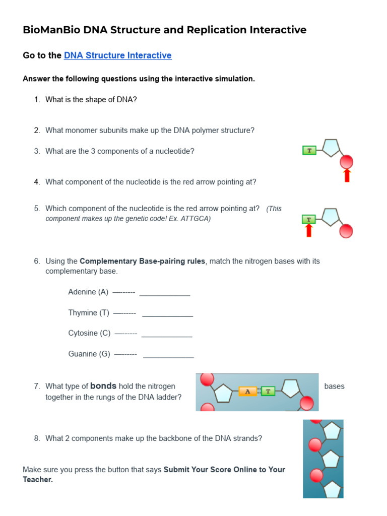 DNA Structure and Replication Quiz | PDF | Dna Replication | Dna