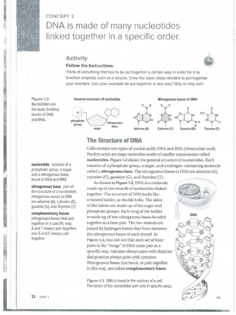 Understanding DNA Structure and Function | PDF | Dna | Nucleic Acid ...