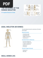 Complete List of 206 Human Bones | PDF | Vertebra | Toe