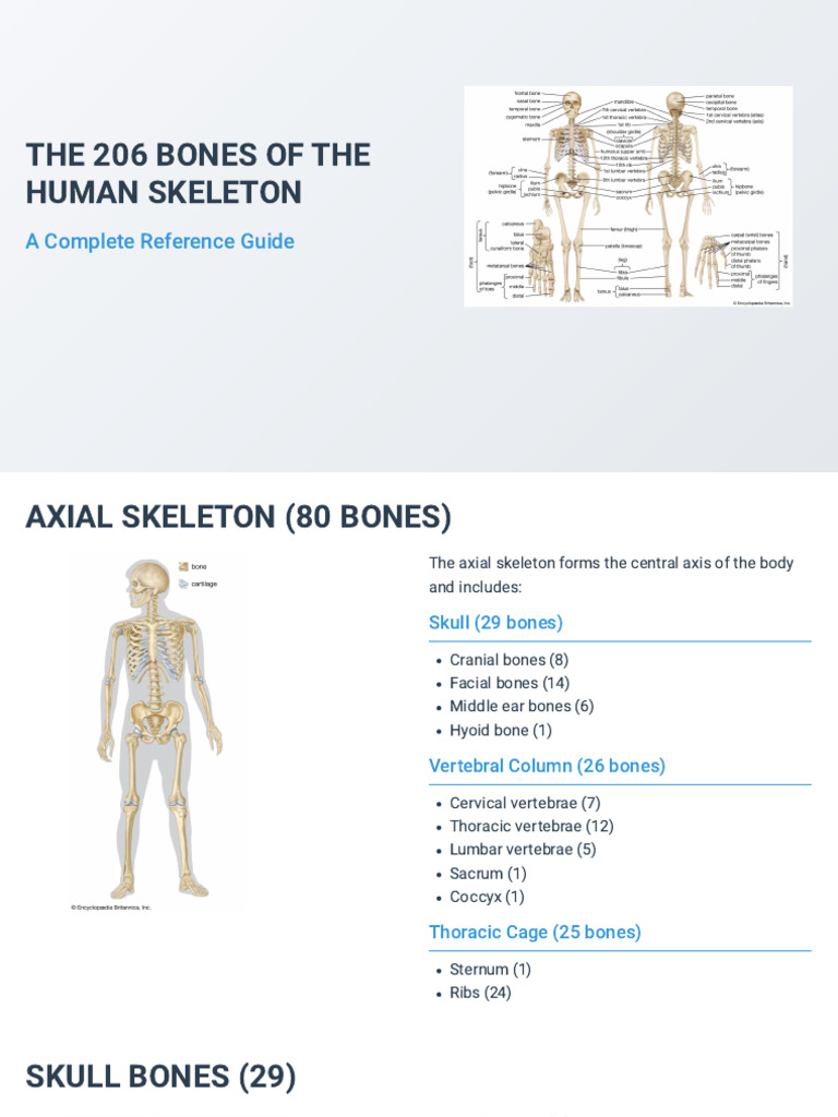 The 206 Bones of The Human Skeleton | PDF | Skull | Vertebra
