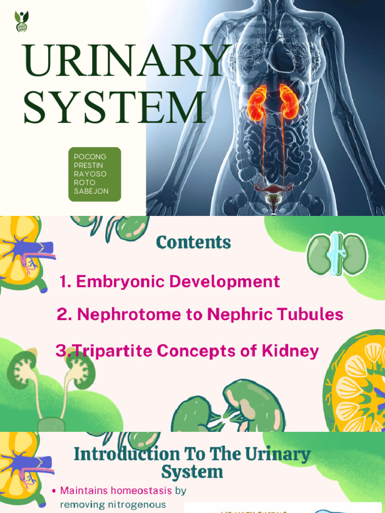 Urinary System | PDF | Kidney | Genitourinary System