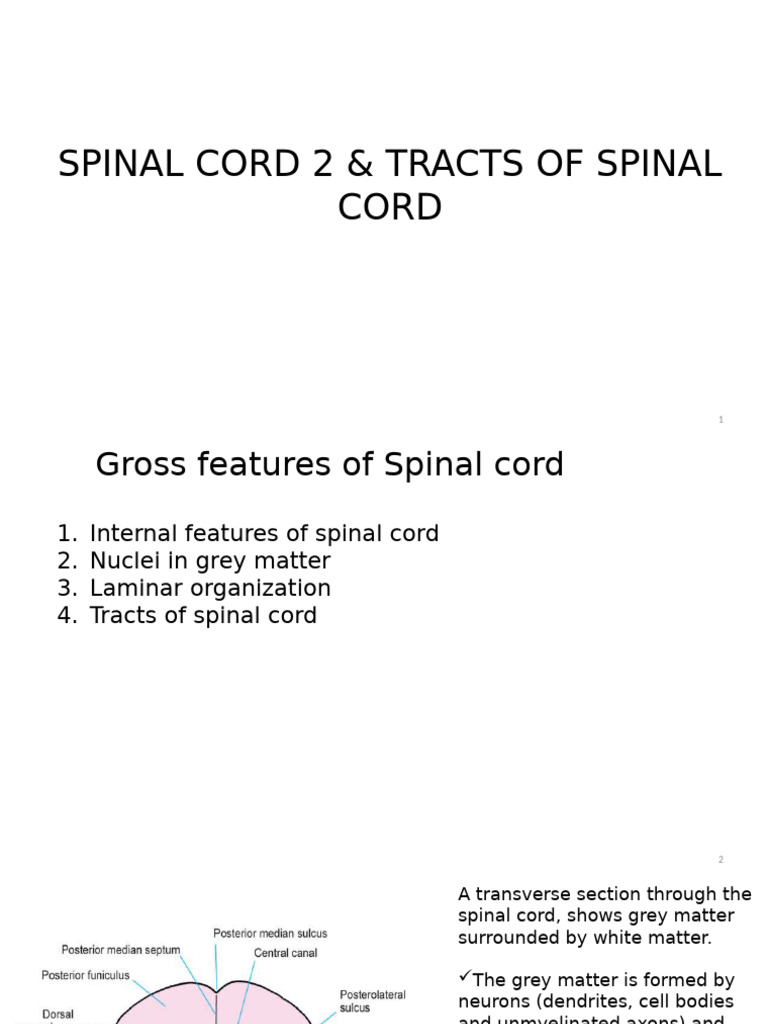 Spinal Cord Anatomy and Tracts Overview | PDF | Spinal Cord | Neuroscience