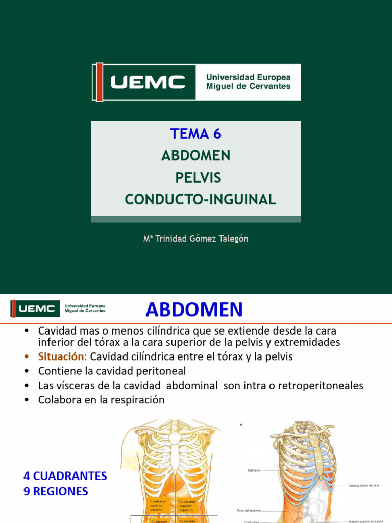 TEMA 6-Abdomen Pelvis y Conducto Inguinal 23-24 | PDF | Pelvis | Abdomen