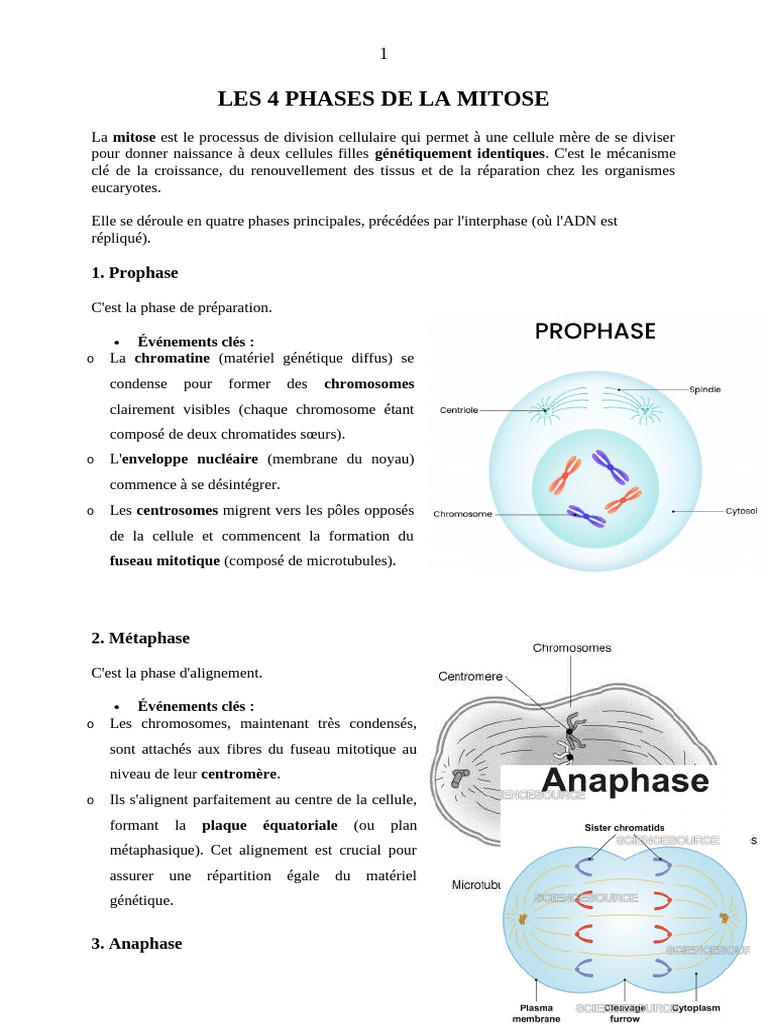 Les 4 Phases de la Mitose Détaillées | PDF | Mitose | Chromosome