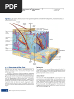 Friction Ridge Skin Anatomy Overview | PDF | Epidermis | Hand