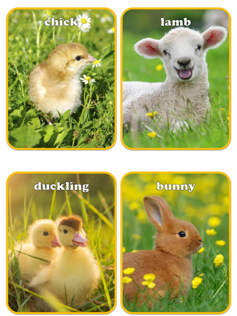 Picture Cards - Spring Babies | PDF
