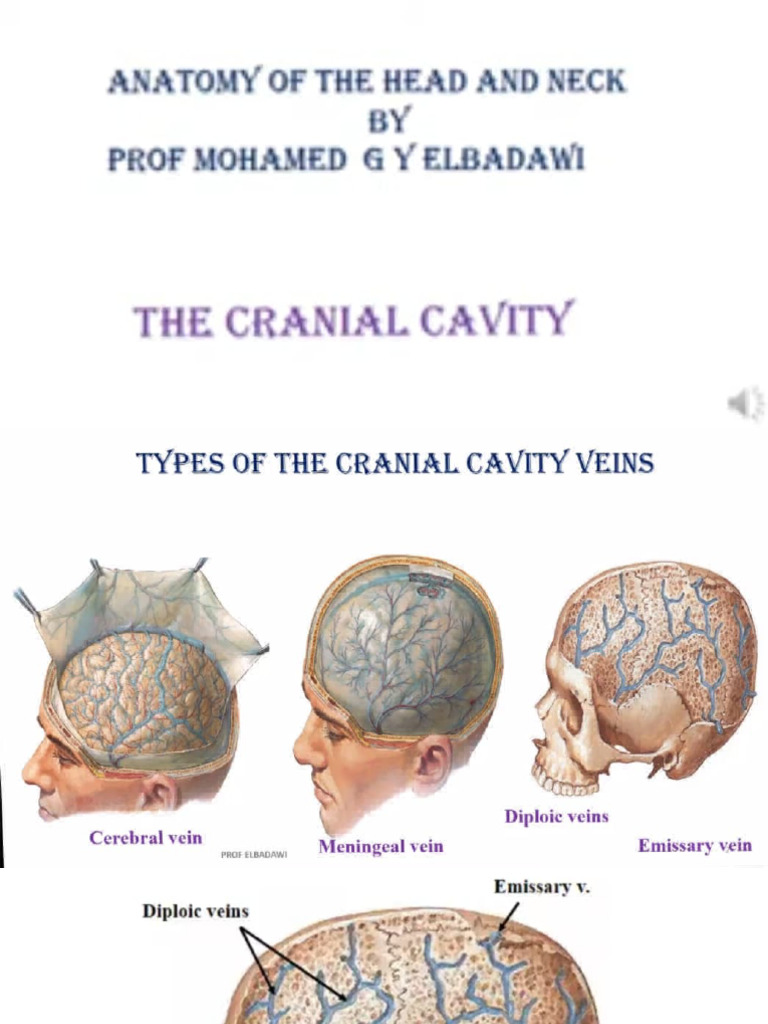Cranial Cavity | PDF