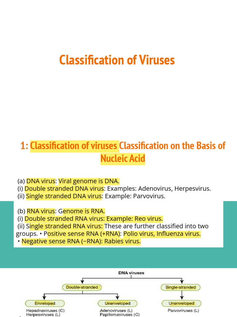 Virus Classification and Replication Guide | PDF | Virus | Organisms