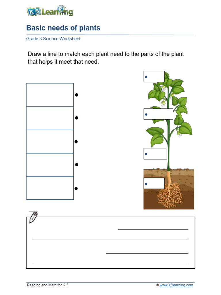 K-5 Plant Needs Science Worksheet | PDF