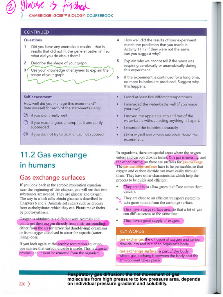 Gas Diffusion in Respiratory System | PDF
