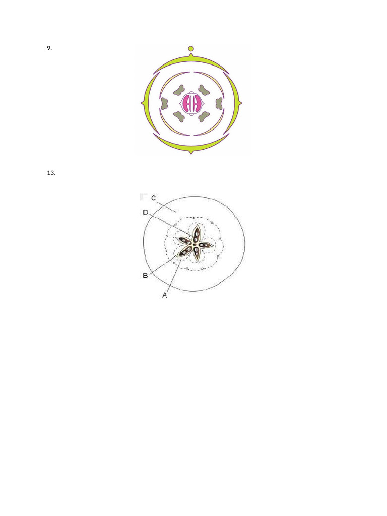 Botany Diagram Questions | PDF