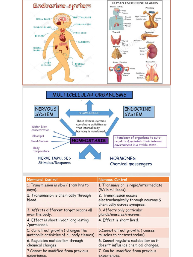 Endocrine System Chap | PDF