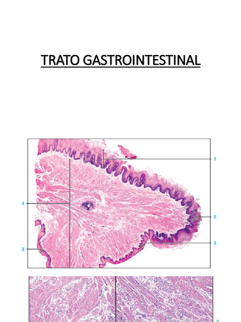 Trato Gastrointestinal | PDF