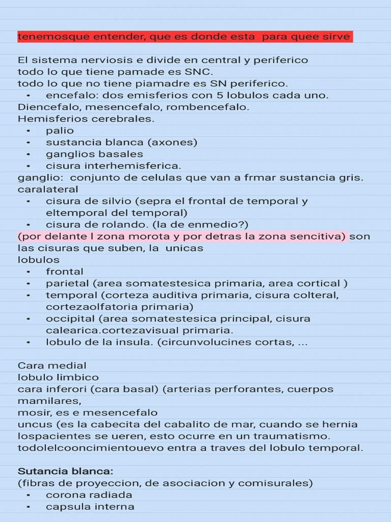 Anatomía Macroscópica del SNC | PDF | Sistema nervioso central | Lóbulo ...