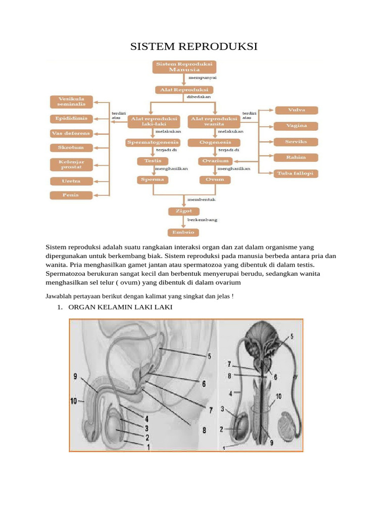 Sistem Reproduksi Manusia: Organ dan Hormon | PDF