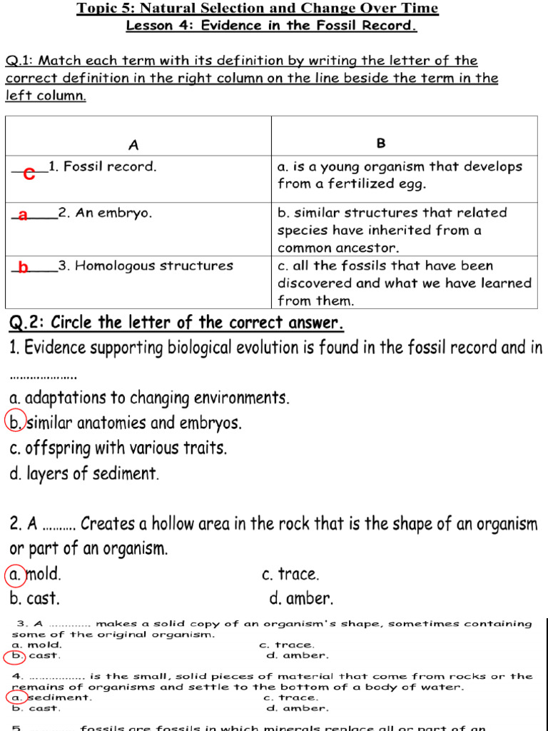 Fossil Record Booklet Model Answer | PDF