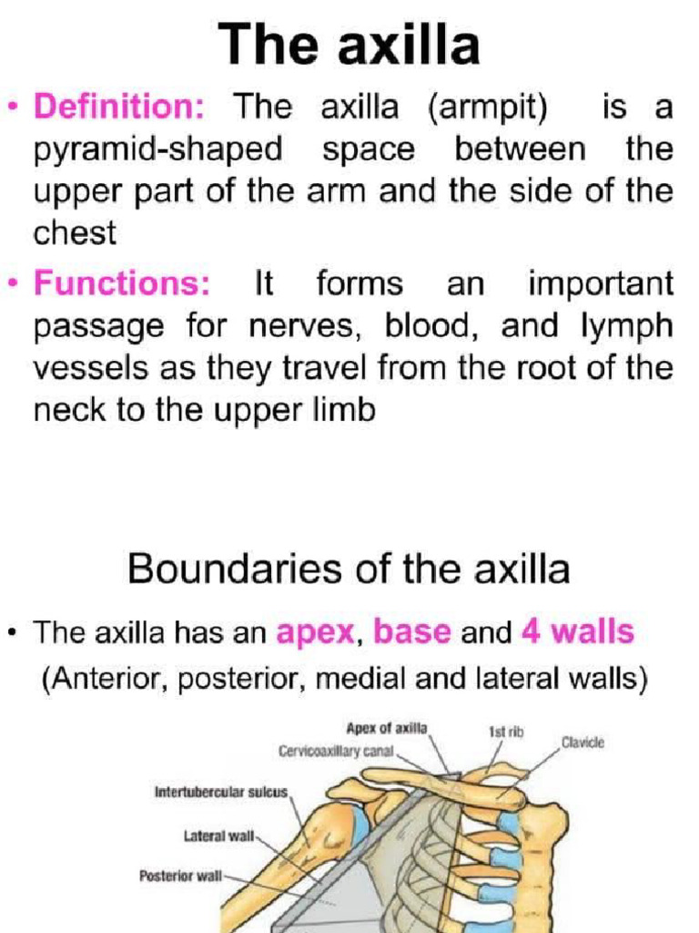 Axilla | PDF