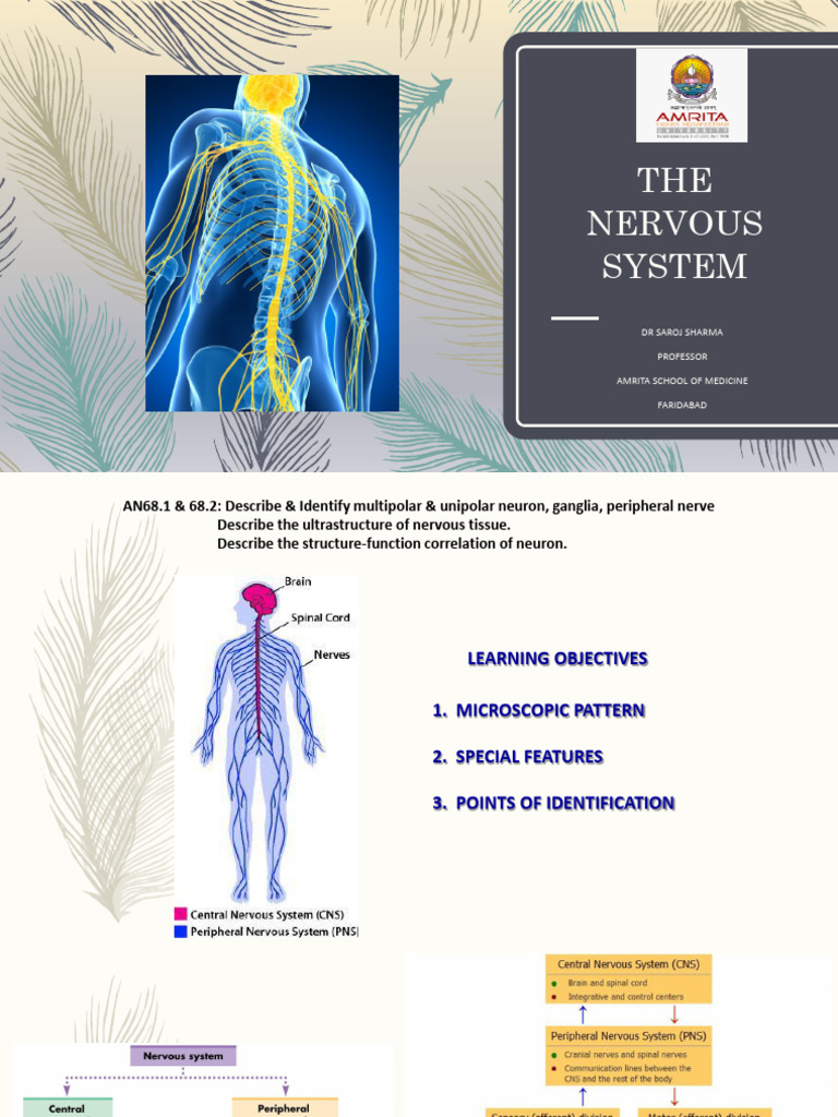 l9 the Nervous Sysyem | PDF | Neuron | Nerve