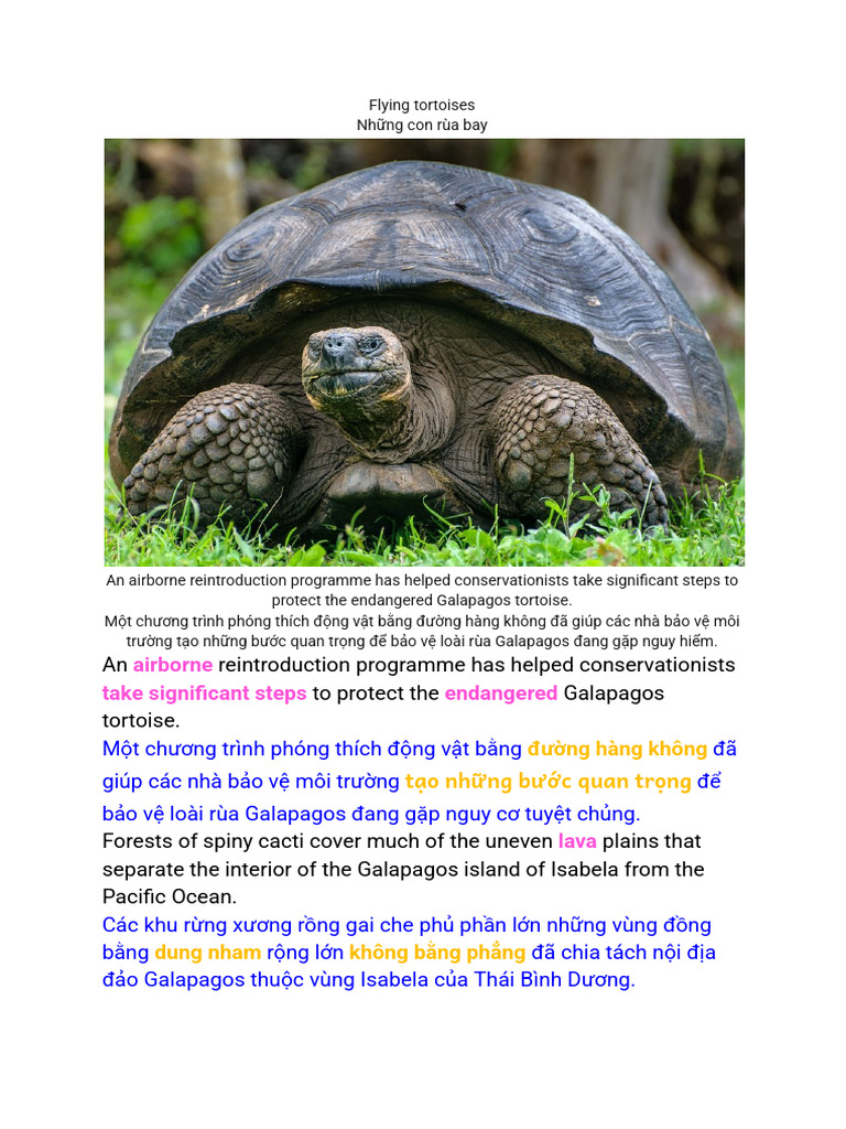 Flying Tortoises | PDF