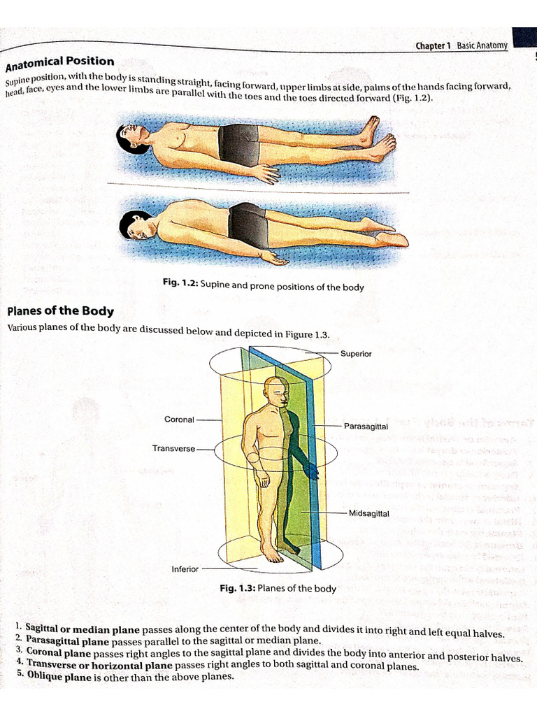 Basic Terminologies in Anatomy | PDF