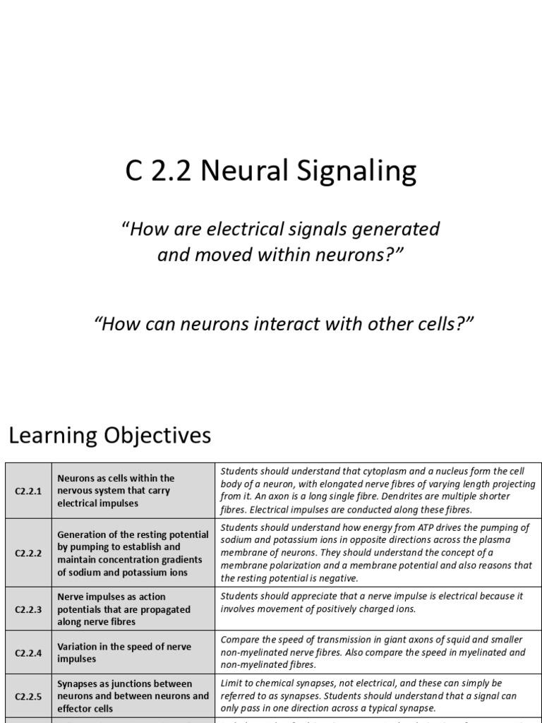 C 2.2 SL Neural Signaling worksheet | PDF | Action Potential | Neuron