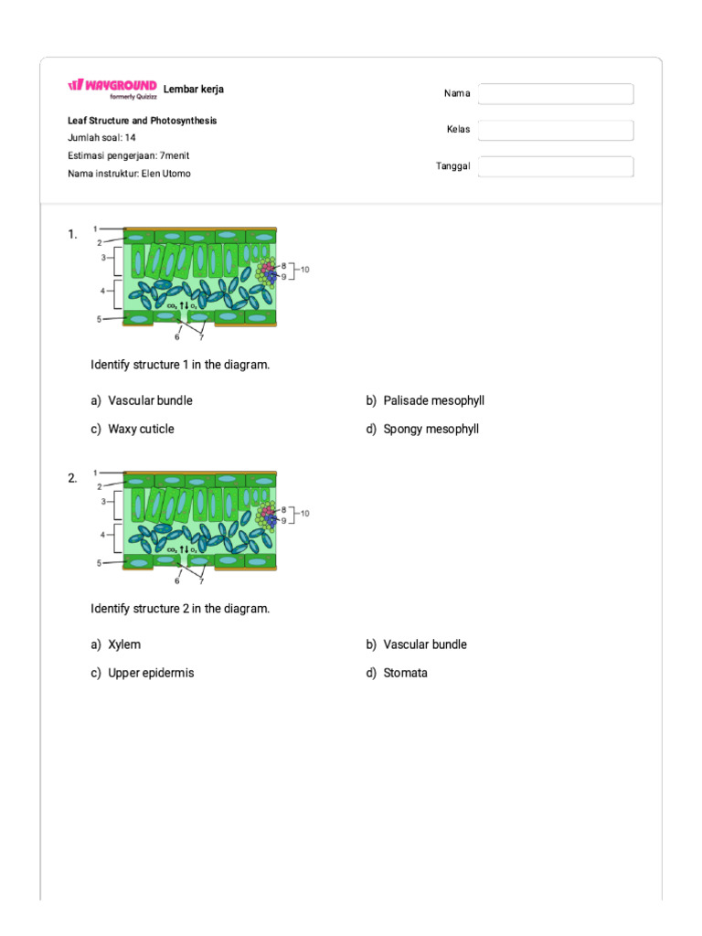 Quizizz - Leaf Structure and Photosynthesis | PDF