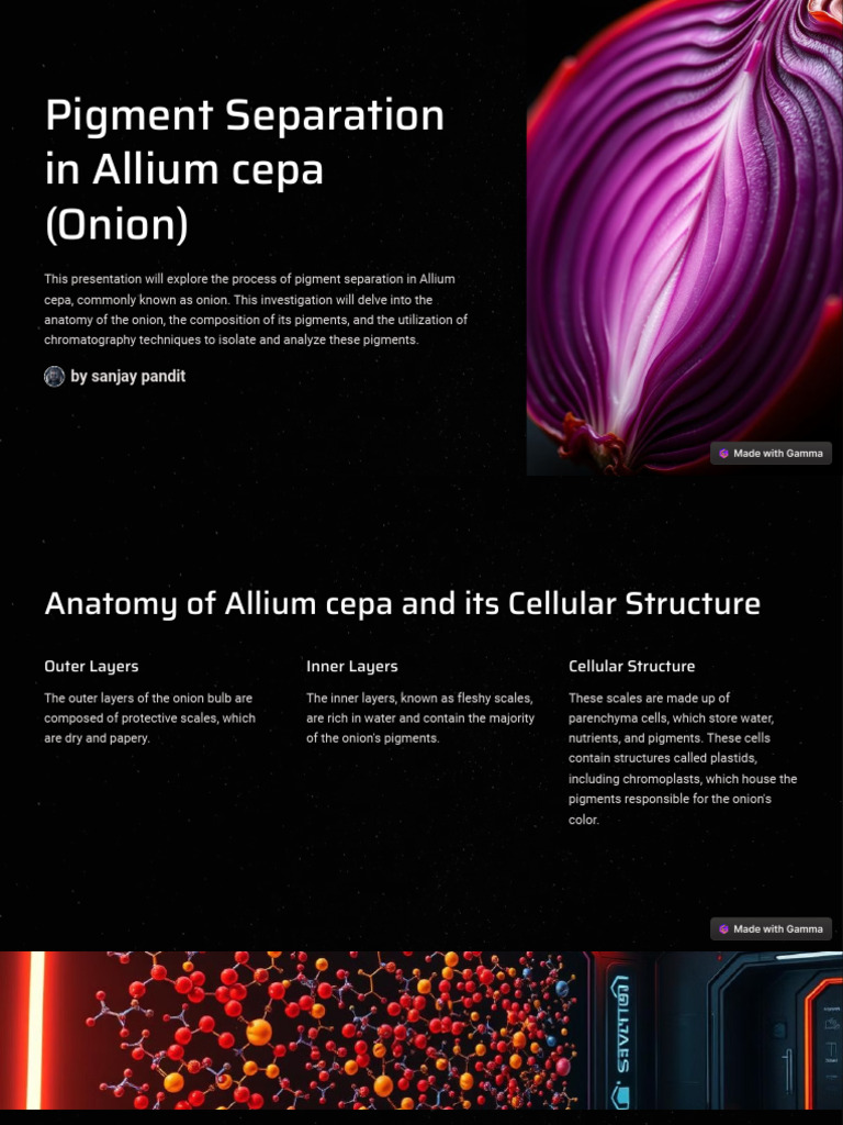 Pigment Separation in Onions Explained | PDF | Onion | Chromatography