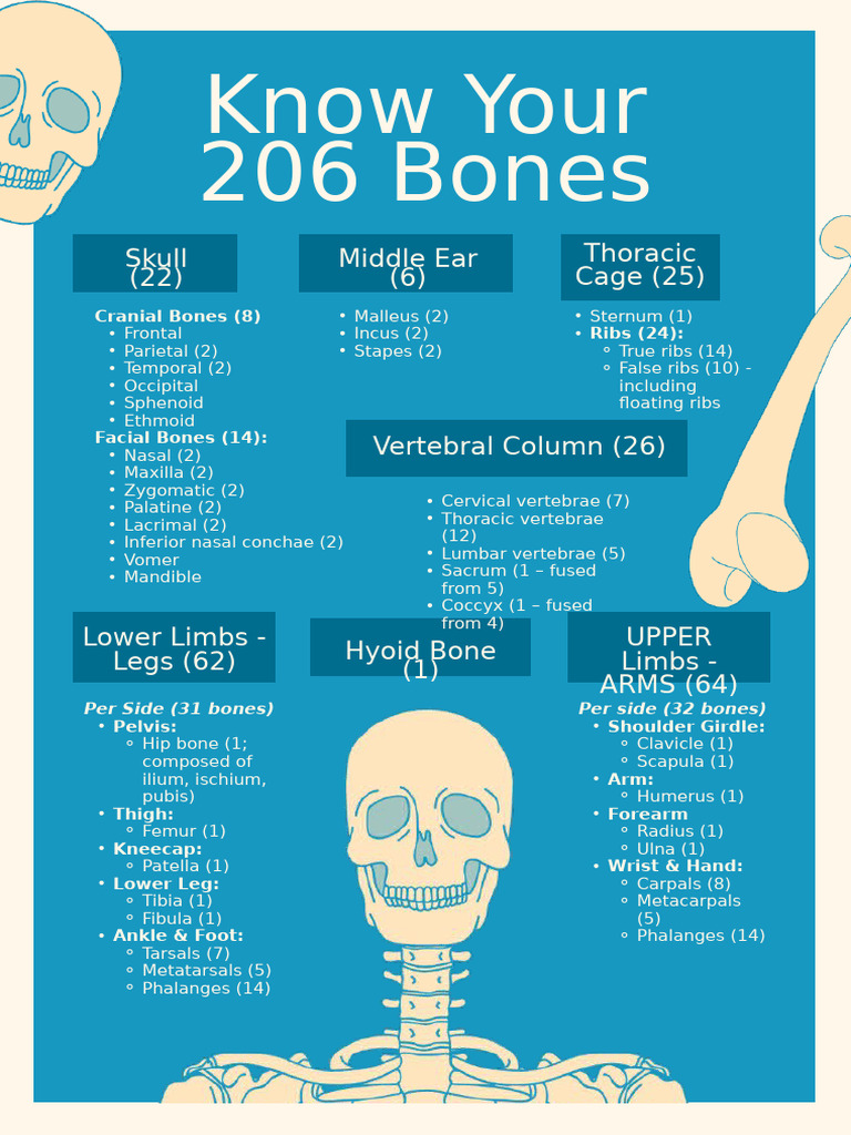 Medical - Docs - Know Your 206 Bones Poster | PDF | Vertebra | Skull
