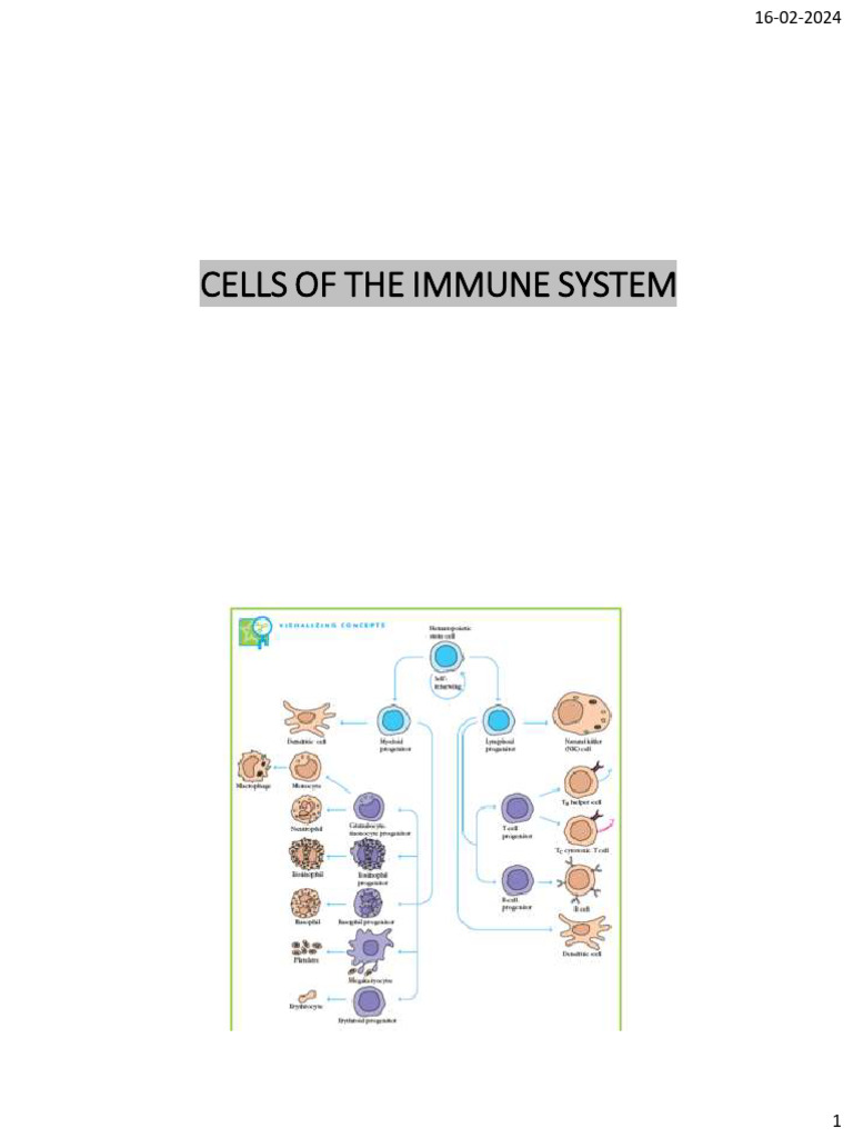 Cells of the Immune System_b.sc4 | PDF