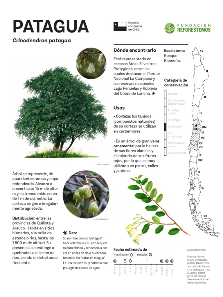 Crinodendron Patagua: Especie Endémica de Chile | PDF | Arboles | Plantas
