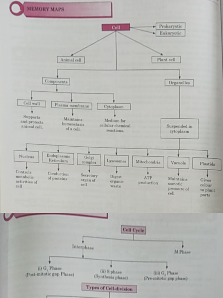 Cell Divisions, Respiration | PDF