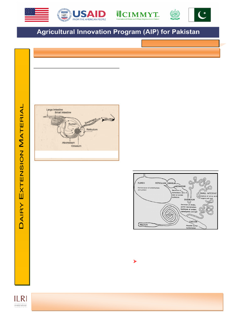 Digestion in the Rumen | PDF | Digestion | Small Intestine