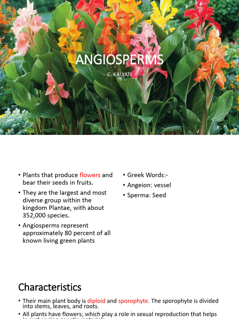 6. Angiosperms | PDF | Flowers | Leaf