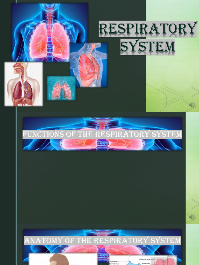 Week 14-Respiratory System (Lab) | PDF | Respiratory Tract | Lung