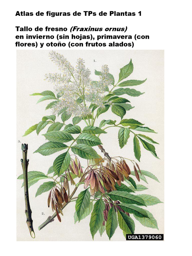 Atlas de TPs de Plantas: Estructuras y Modificaciones | PDF | Tallo de ...