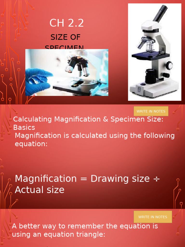 Magnification and Specimen Size Basics | PDF