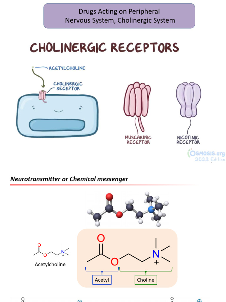 06.the Cholinergic System-F25 | PDF | Acetylcholine | Active Site