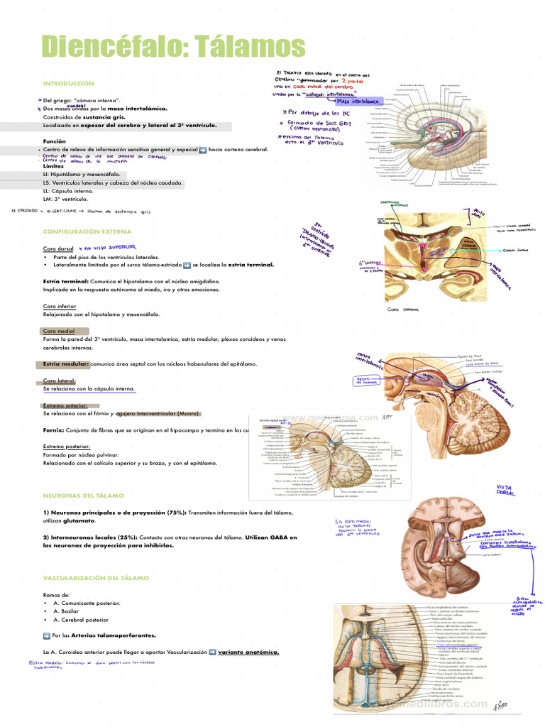 1-talamo _251112_085946 | PDF | Tálamo | Cerebro
