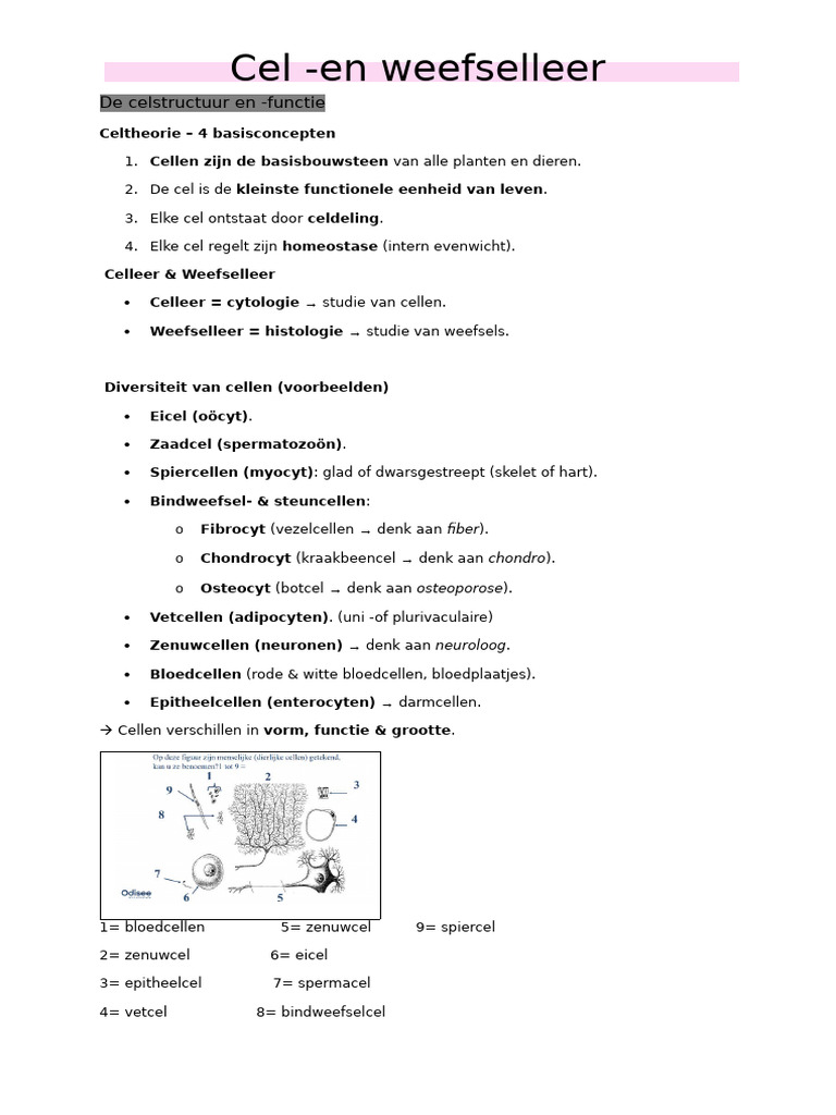Hoofdstuk 3 de Celstructuur - en Functie | PDF