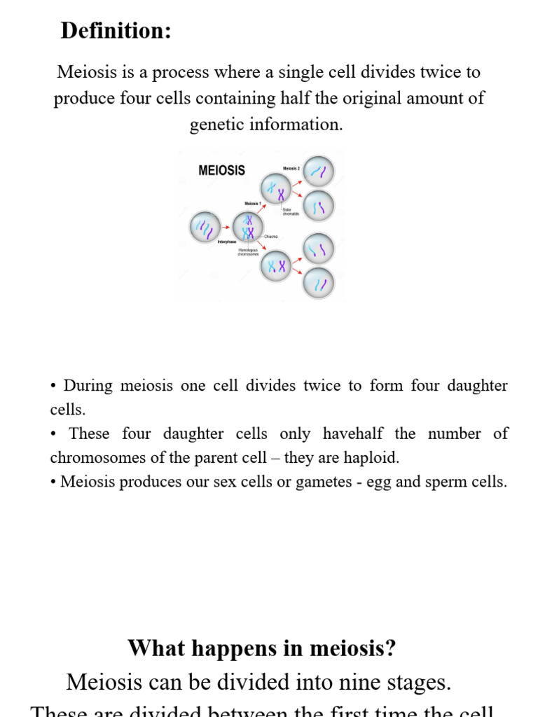 Understanding Meiosis: Stages & Functions | PDF | Meiosis | Mitosis