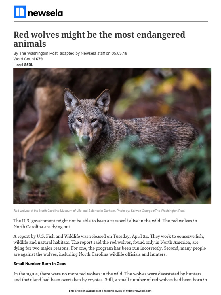Red Wolves: Endangered Species Crisis | PDF | Coyote | Wildlife