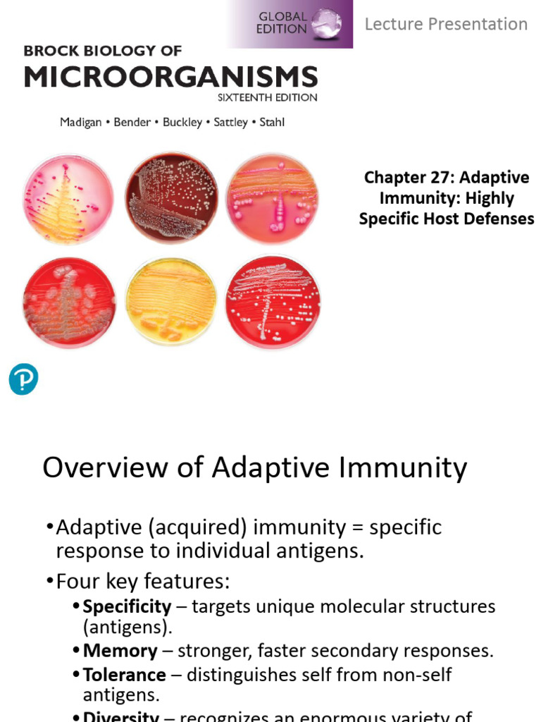 Copy of Chapter 27 Adaptive Immunity.pptx | PDF | Antigen | T Cell