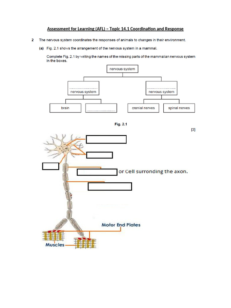 Assessment For Learning (AFL) 14.1 - Coordination and Response | PDF